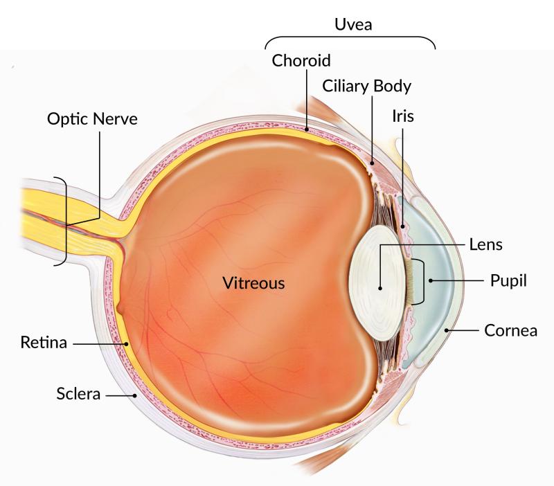 Parts Of The Eye Labeled Online Shop Save 40 Jlcatj gob mx Parts Of The Eye Labeled Online Shop Save 40 Jlcatj gob mx